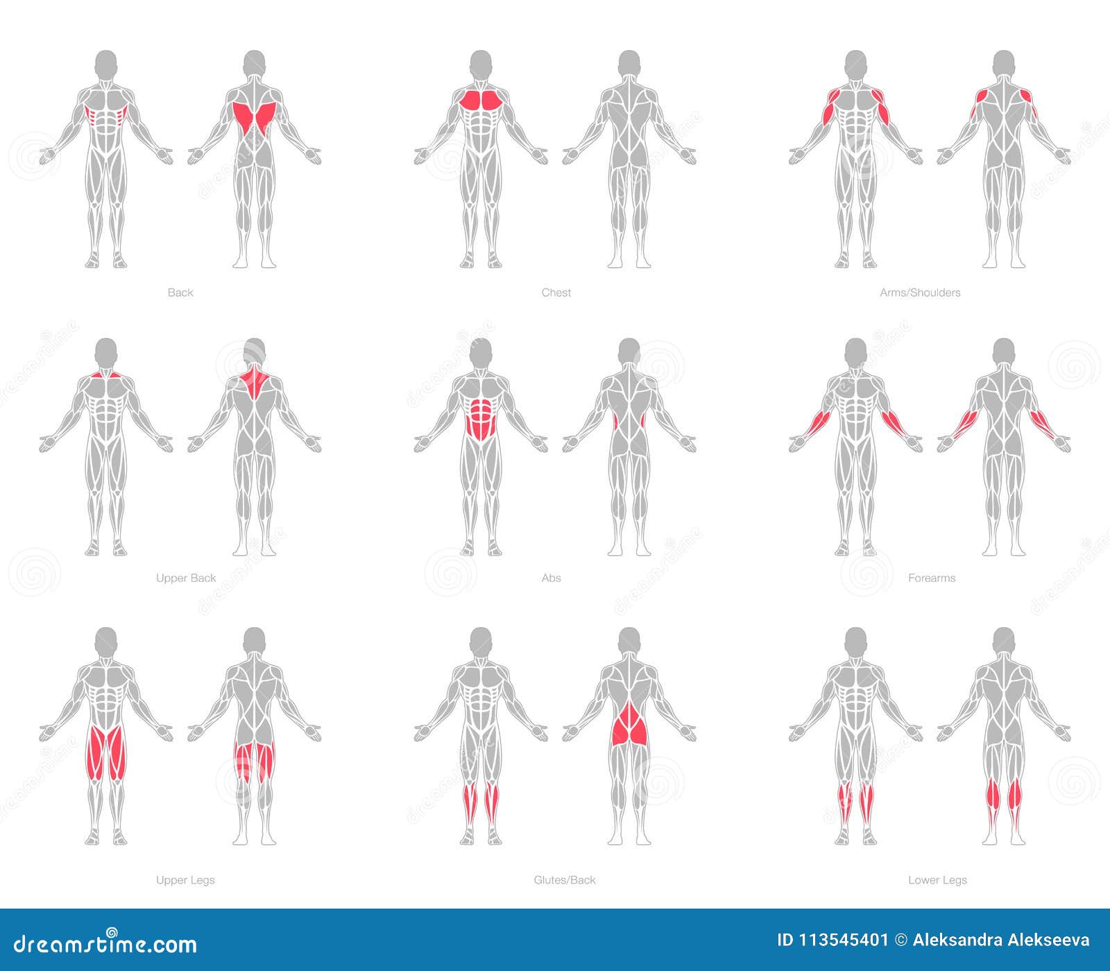 Human Muscles Anatomy Model Vector Stock Vector - Illustration of ...