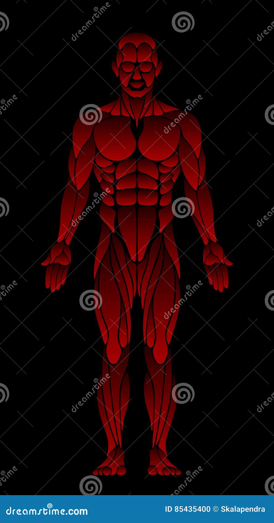 Human muscles stock vector. Illustration of front, fitness - 85435400