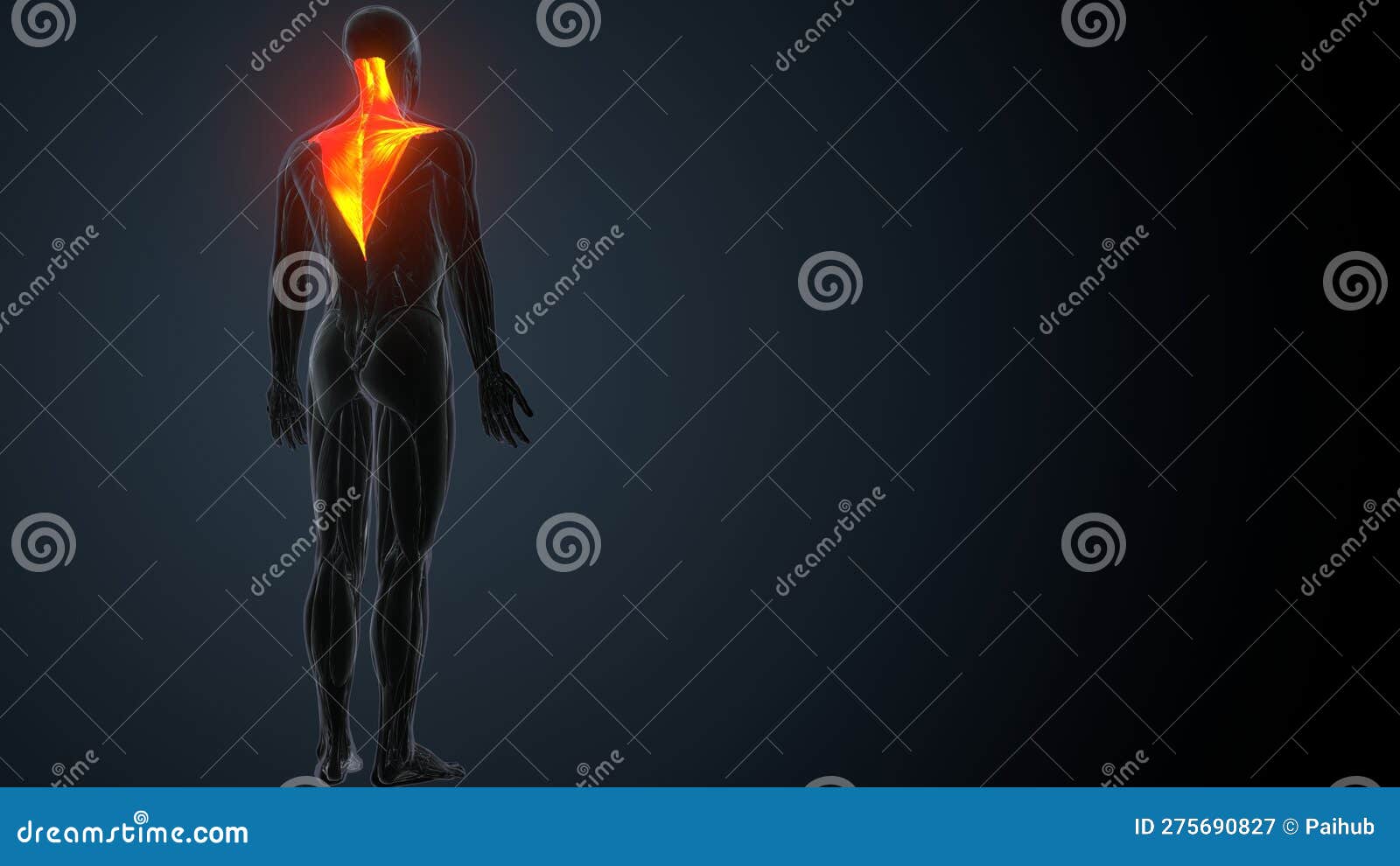 Muscles of the Male Pelvic Anatomy .3d Illustration Stock Illustration ...