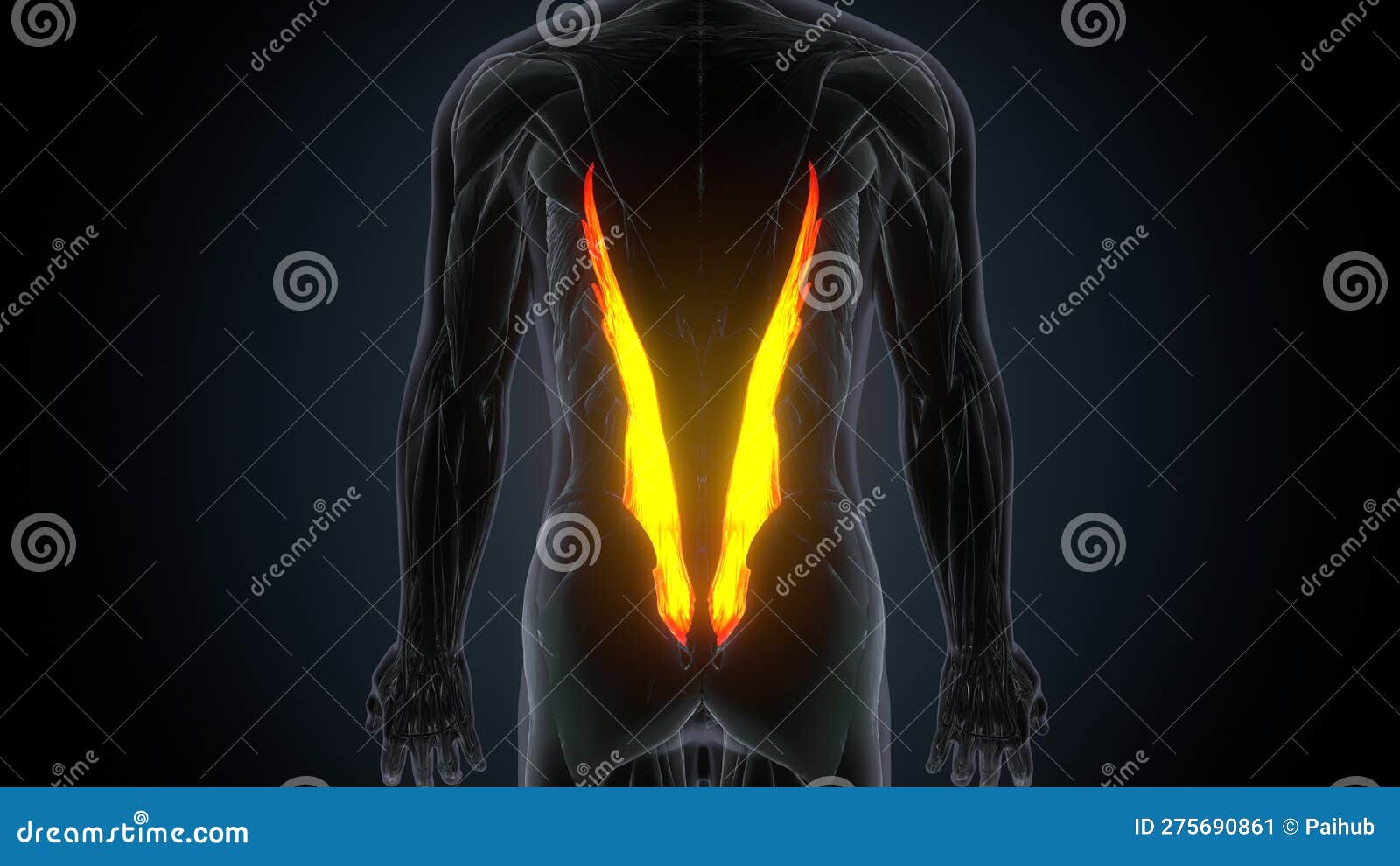 Muscles of the Male Pelvic Anatomy .3d Illustration Stock Illustration ...