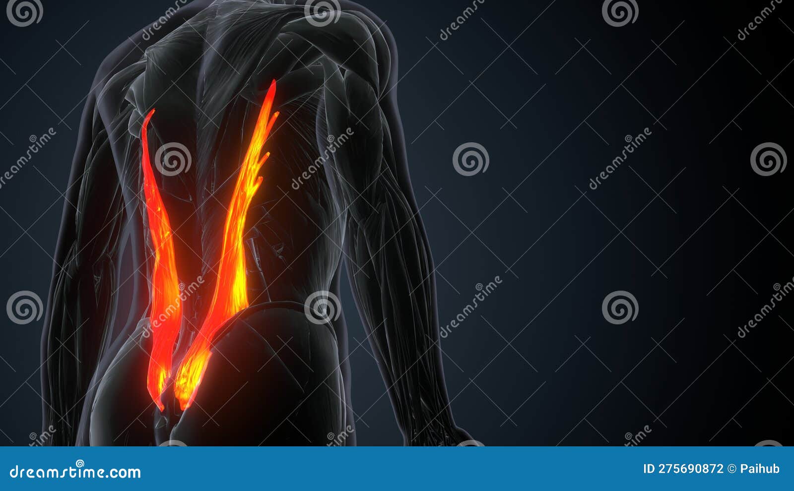 Muscles of the Male Pelvic Anatomy .3d Illustration Stock Illustration ...