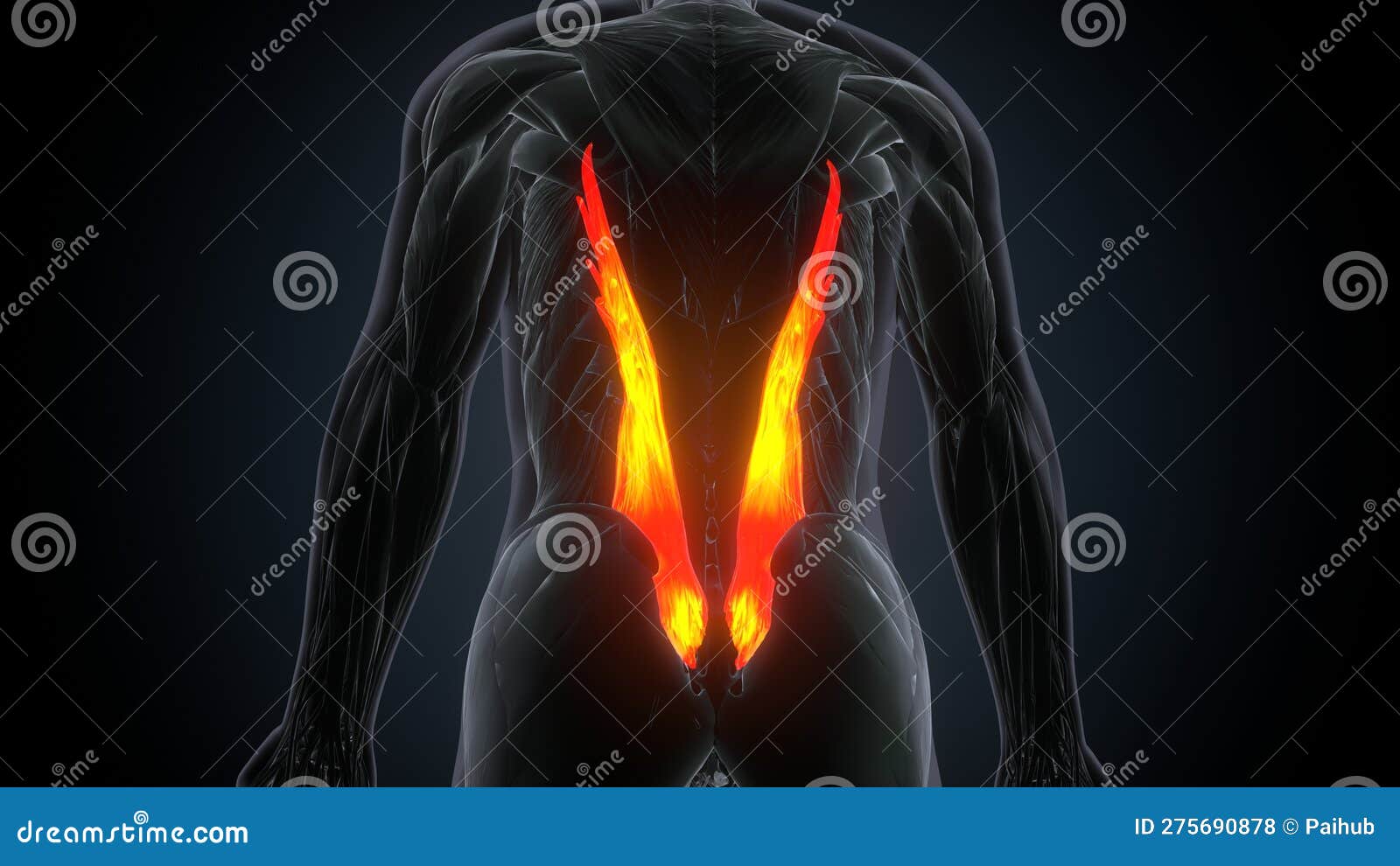 Muscles of the Male Pelvic Anatomy .3d Illustration Stock Illustration ...