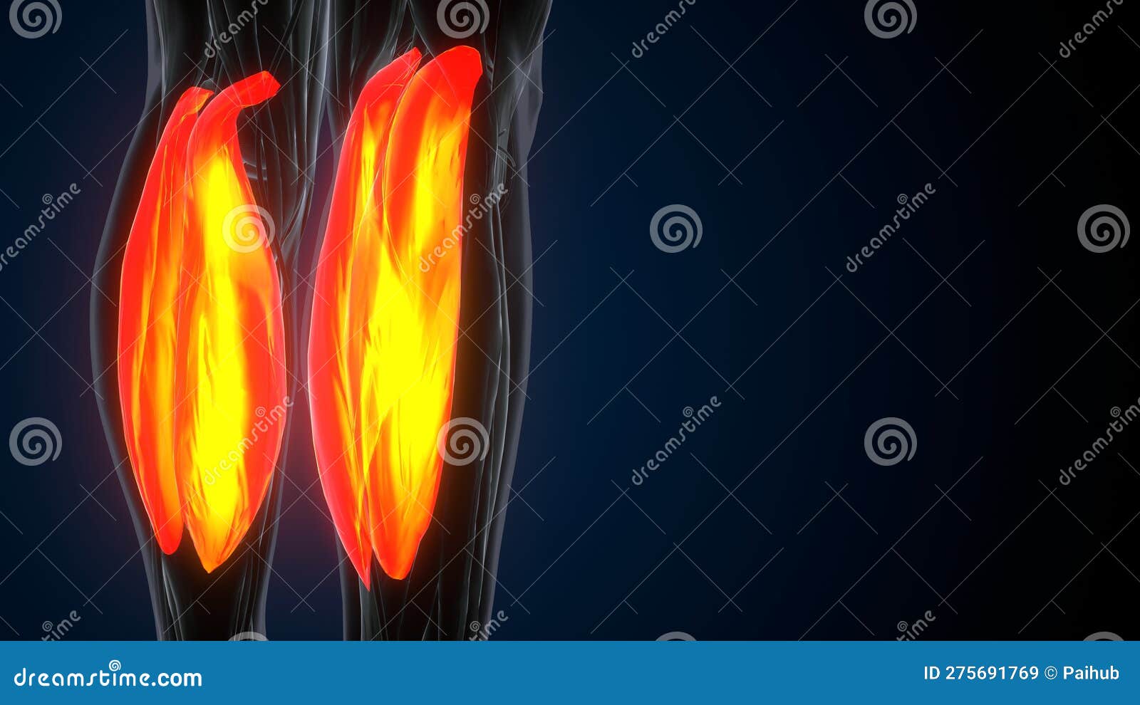Muscles of the Male Pelvic Anatomy .3d Illustration Stock Illustration ...