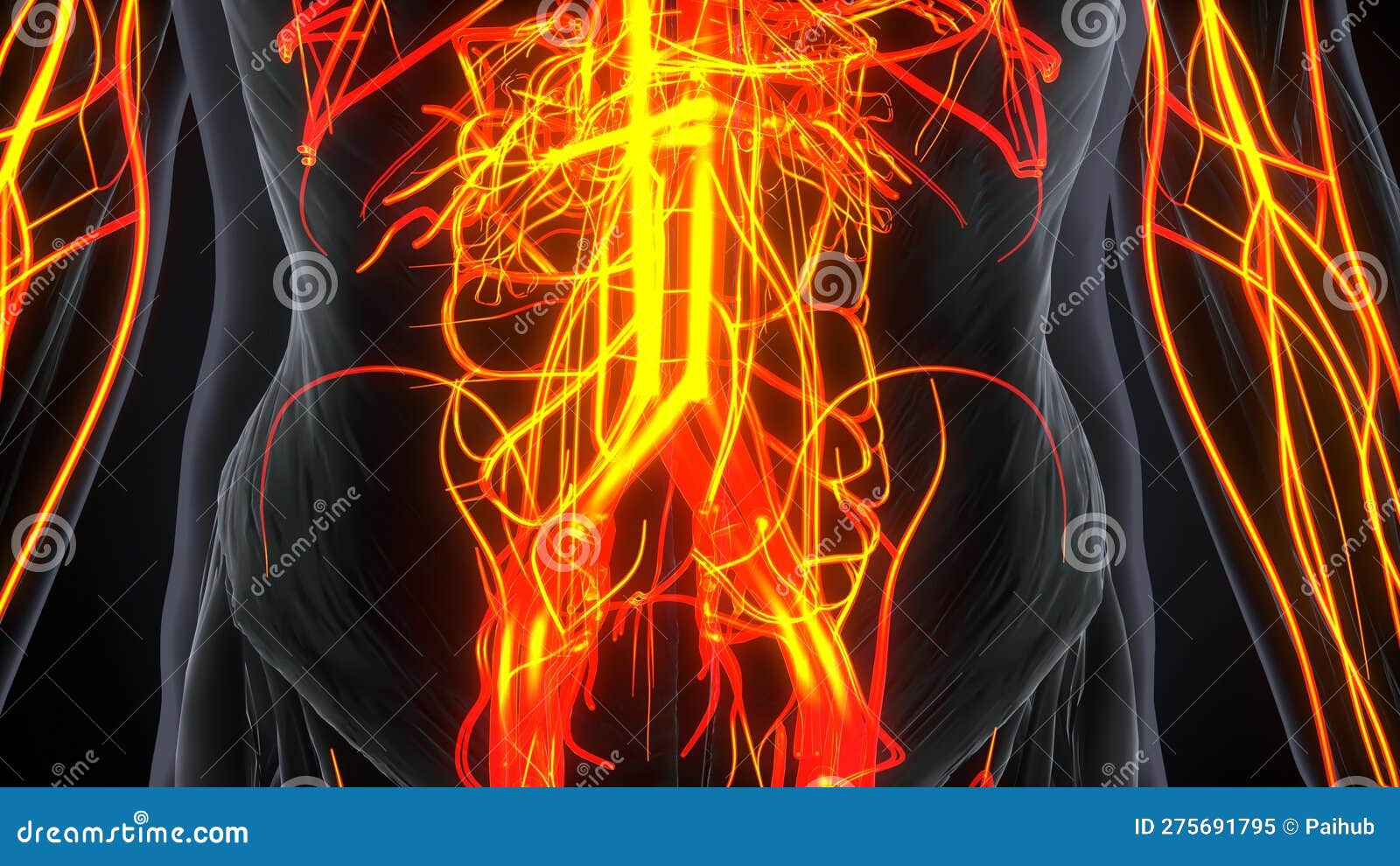 Muscles of the Male Pelvic Anatomy .3d Illustration Stock Illustration ...
