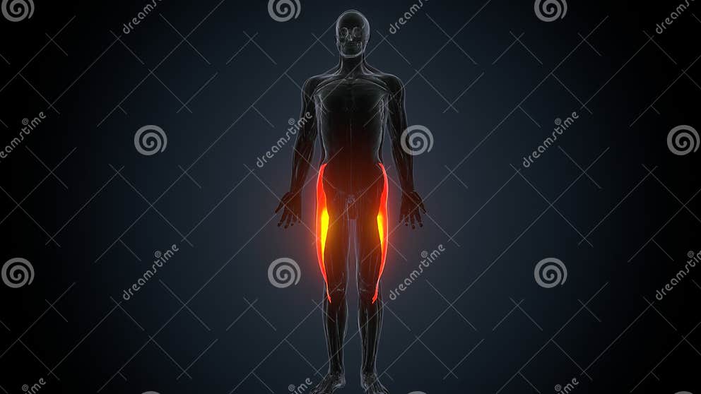 Muscles of the Male and Female Pelvic Anatomy .3d Illustration Stock ...