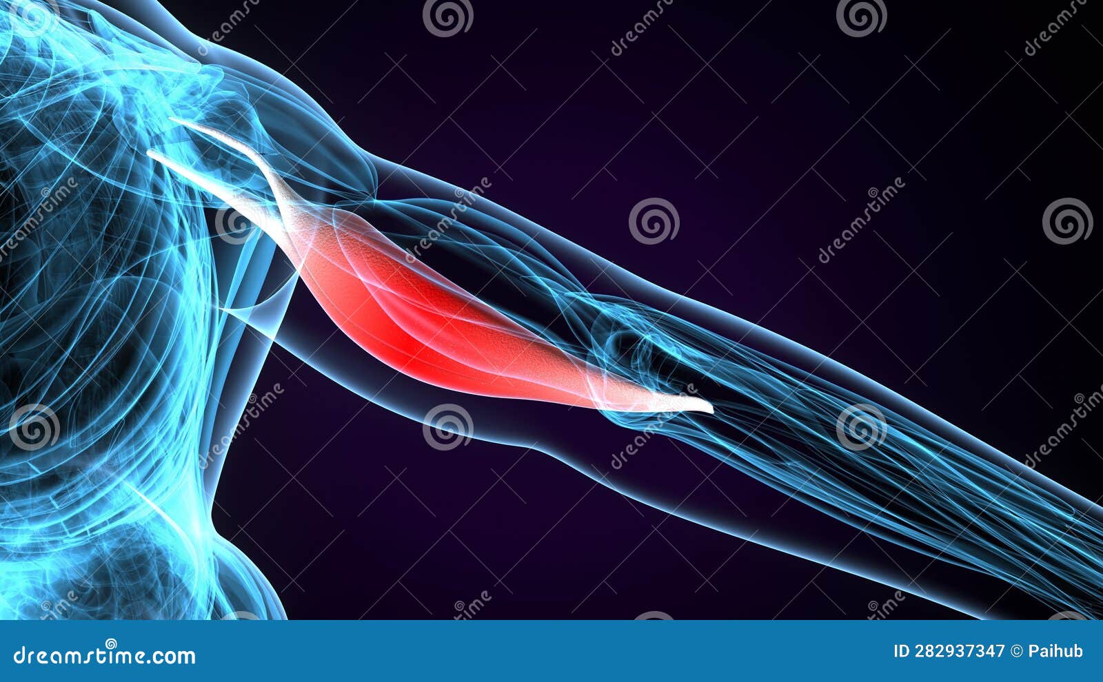 Male Human Stomach Muscle Anatomy .3d Illustration Stock Illustration ...