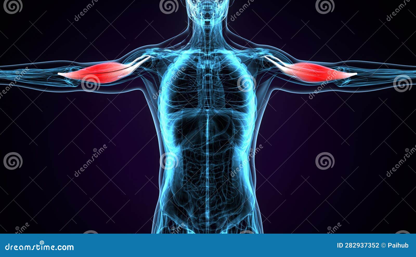 Male Human Stomach Muscle Anatomy .3d Illustration Stock Illustration ...