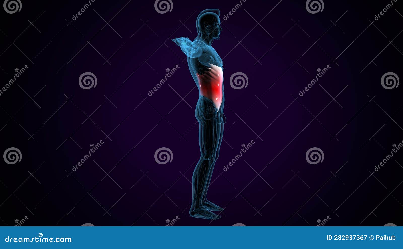 Male Human Stomach Muscle Anatomy .3d Illustration Stock Illustration ...