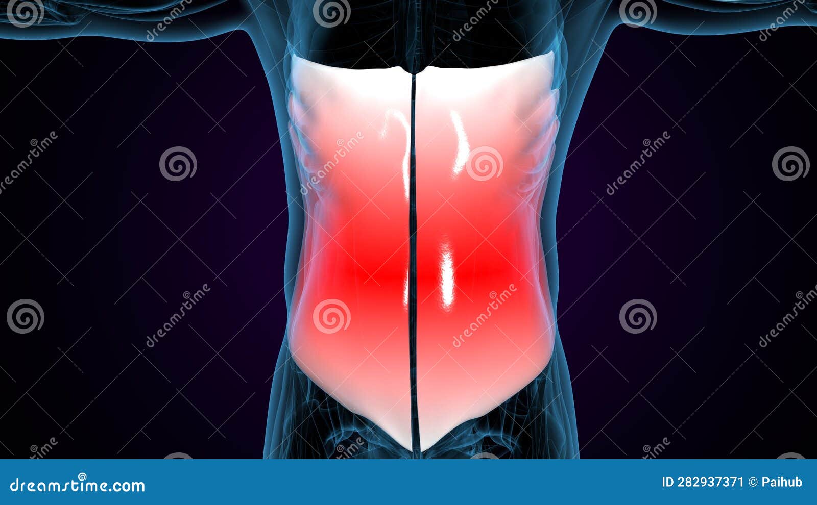 Male Human Stomach Muscle Anatomy .3d Illustration Stock Illustration ...