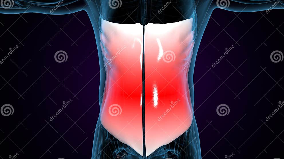 Male Human Stomach Muscle Anatomy .3d Illustration Stock Illustration ...
