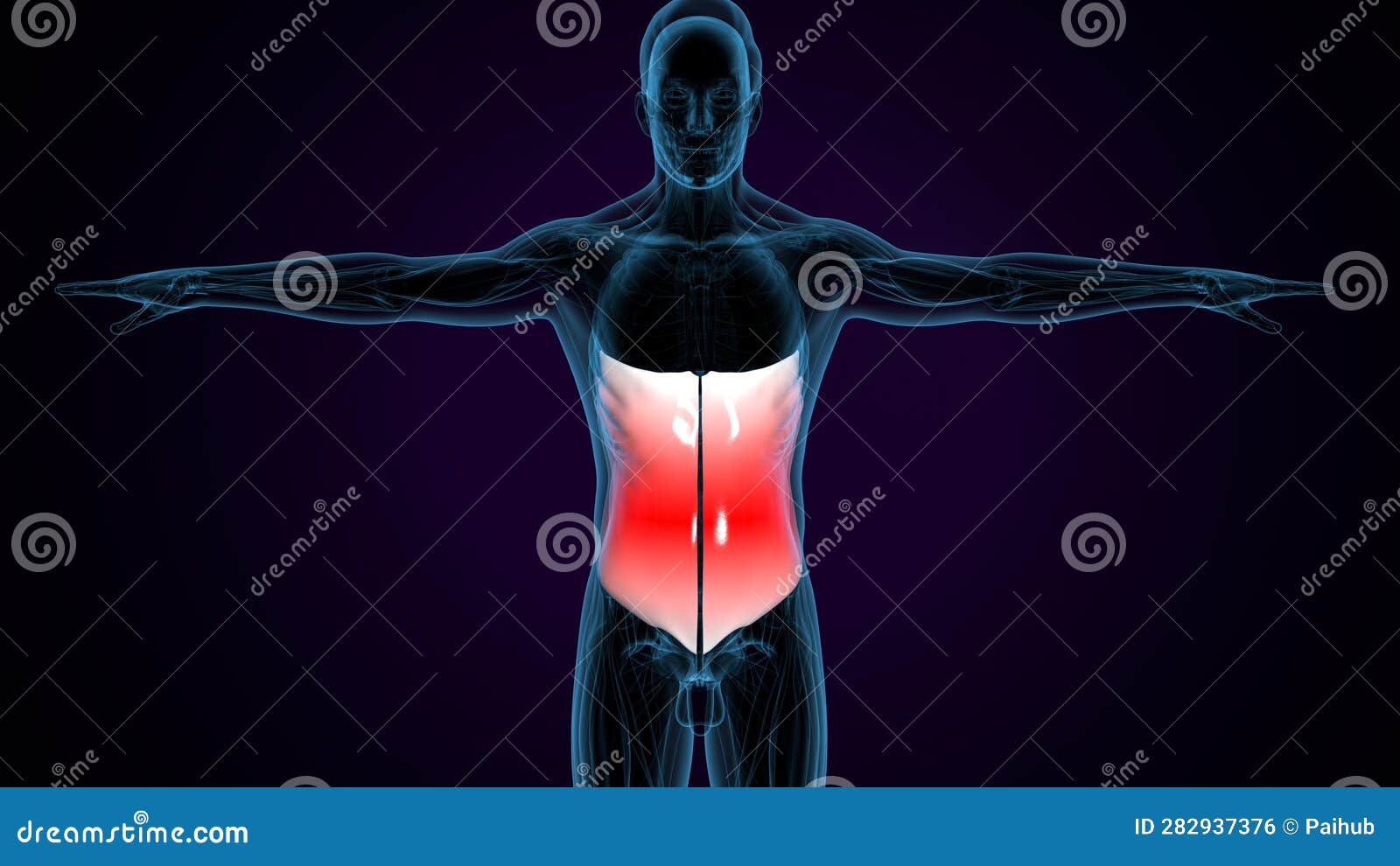 Male Human Stomach Muscle Anatomy .3d Illustration Stock Illustration ...