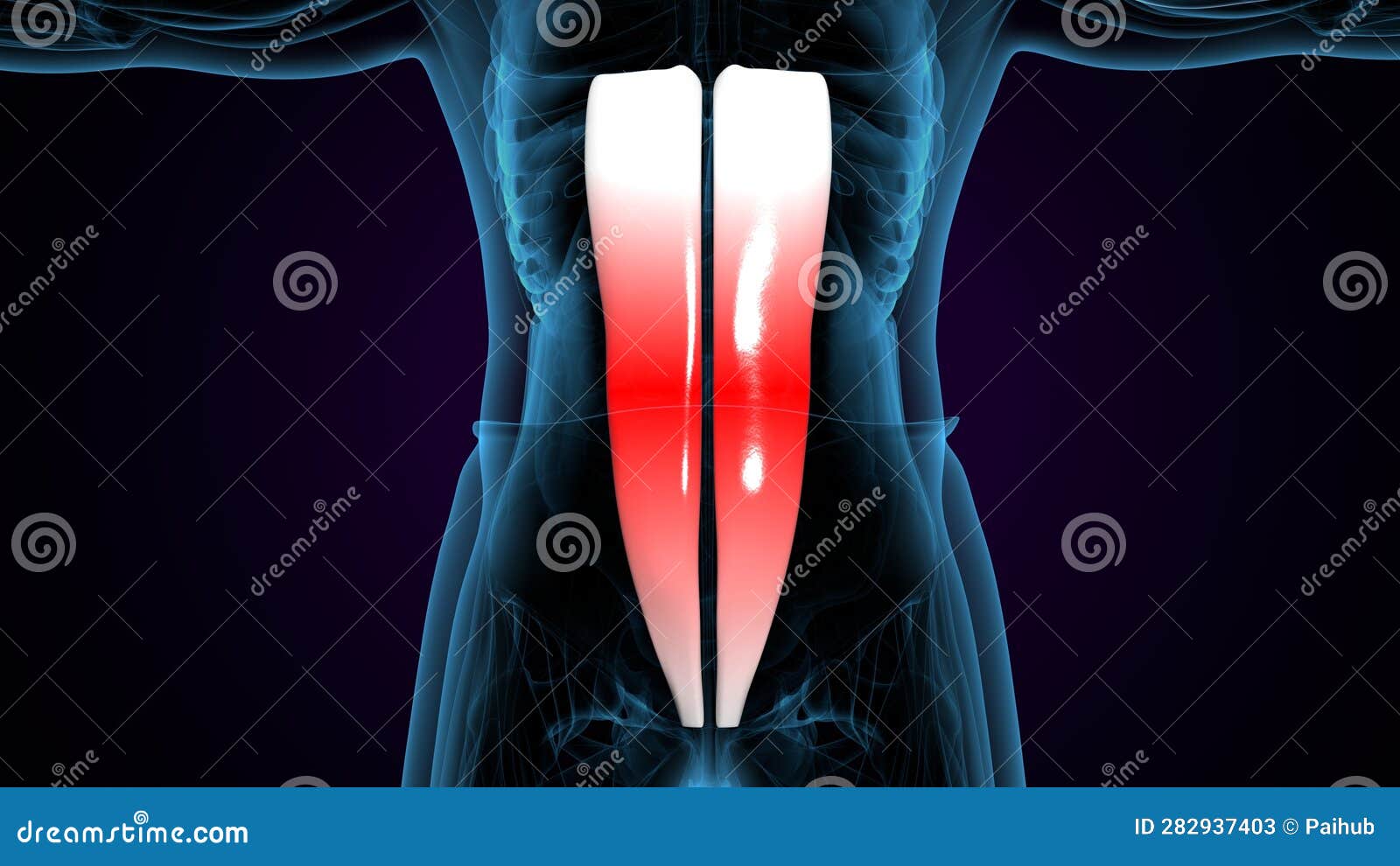 Male Human Neck Trapeziums Muscle Anatomy .3d Illustration Stock ...