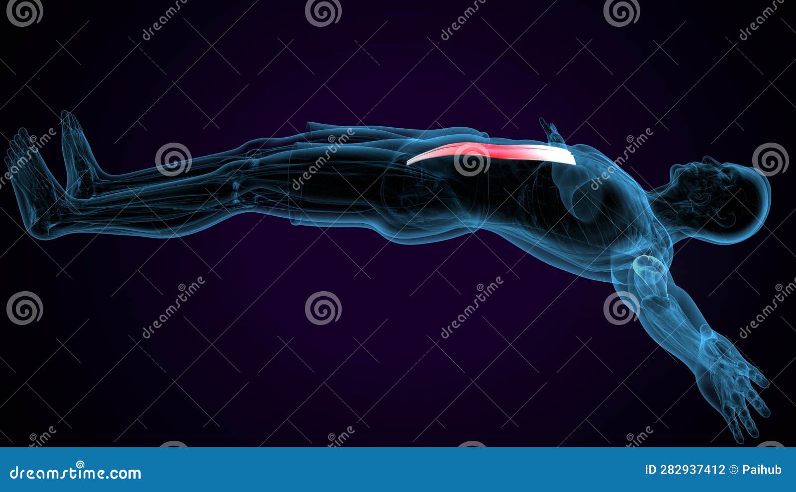 Male Human Neck Trapeziums Muscle Anatomy .3d Illustration Stock ...