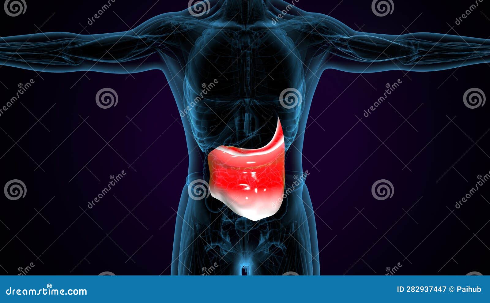 Male Human Neck Trapeziums Muscle Anatomy .3d Illustration Stock Illustration - Illustration of ...