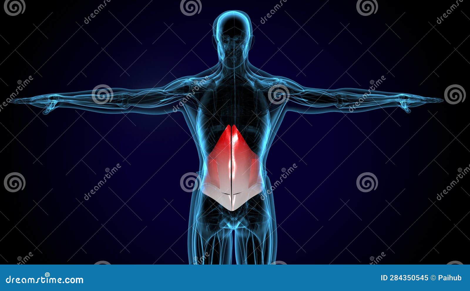 Male Human Hip Muscle Anatomy .3d Illustration Stock Illustration ...