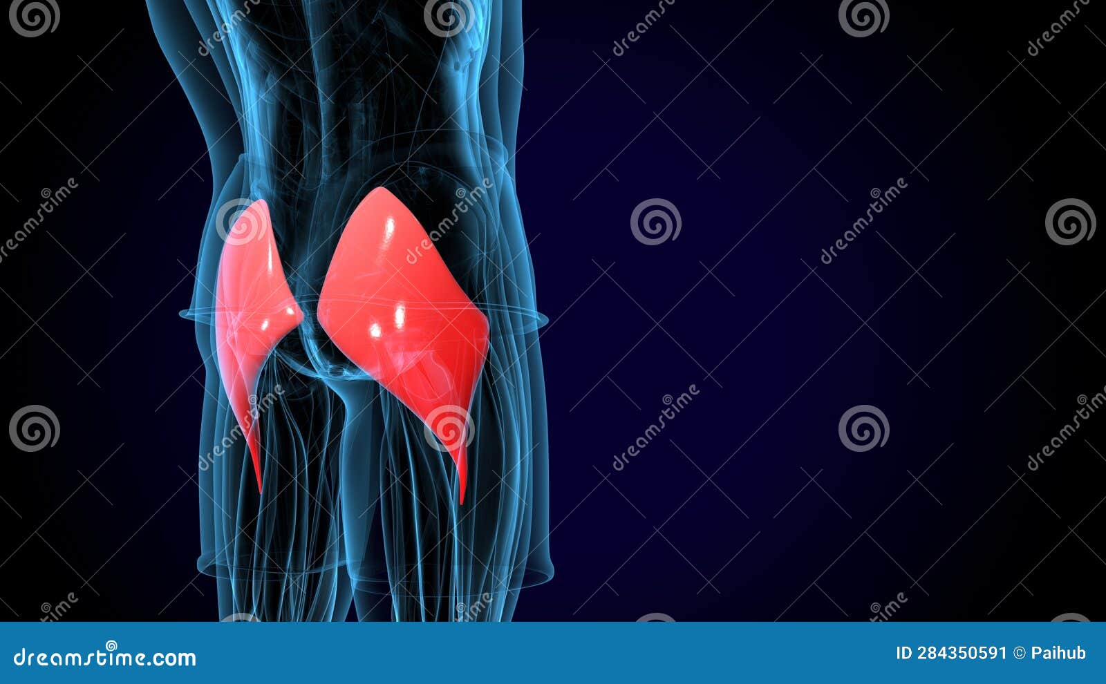 Male Human Hip Muscle Anatomy .3d Illustration Stock Illustration ...
