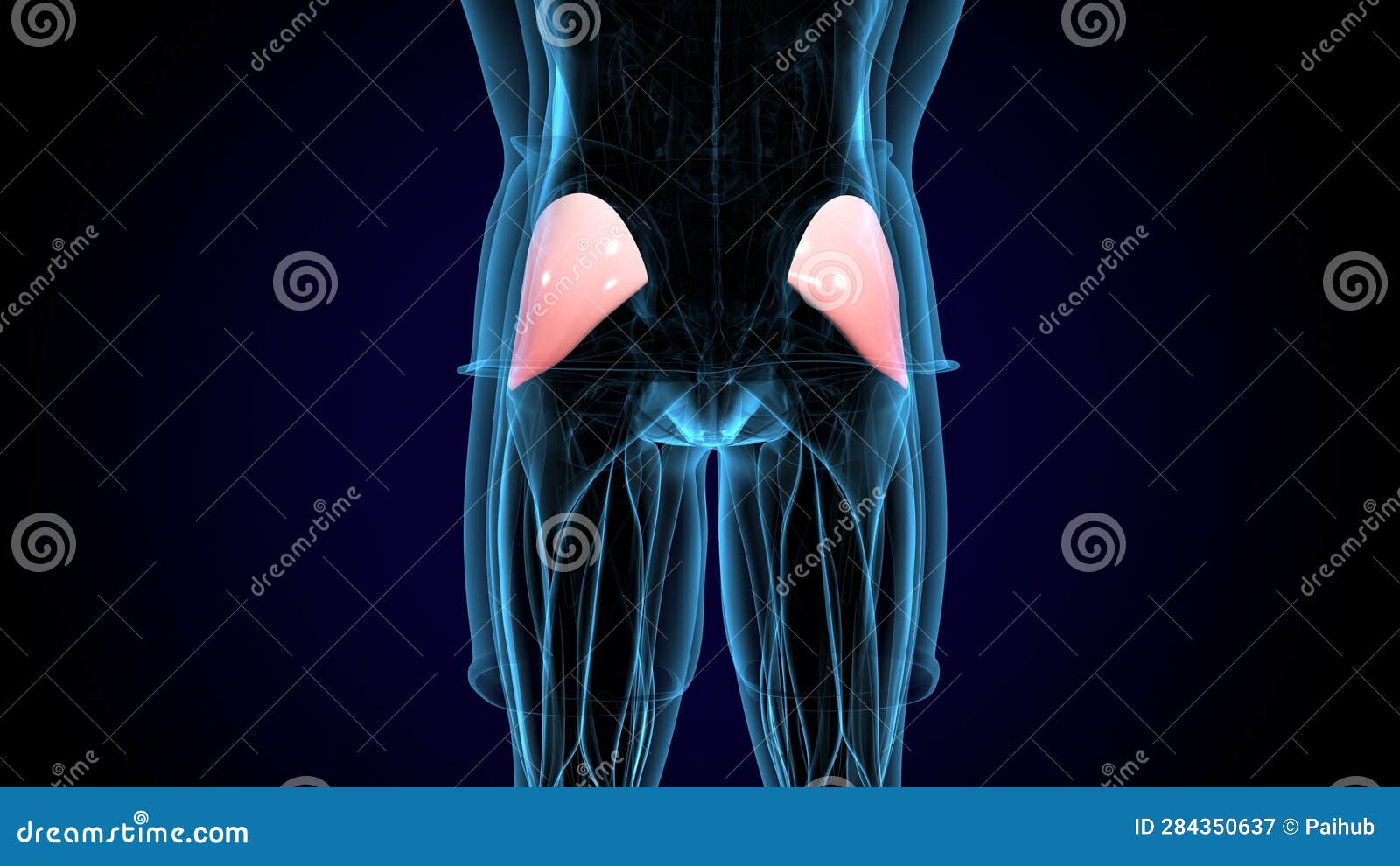 Male Human Hip Muscle Anatomy .3d Illustration Stock Illustration ...
