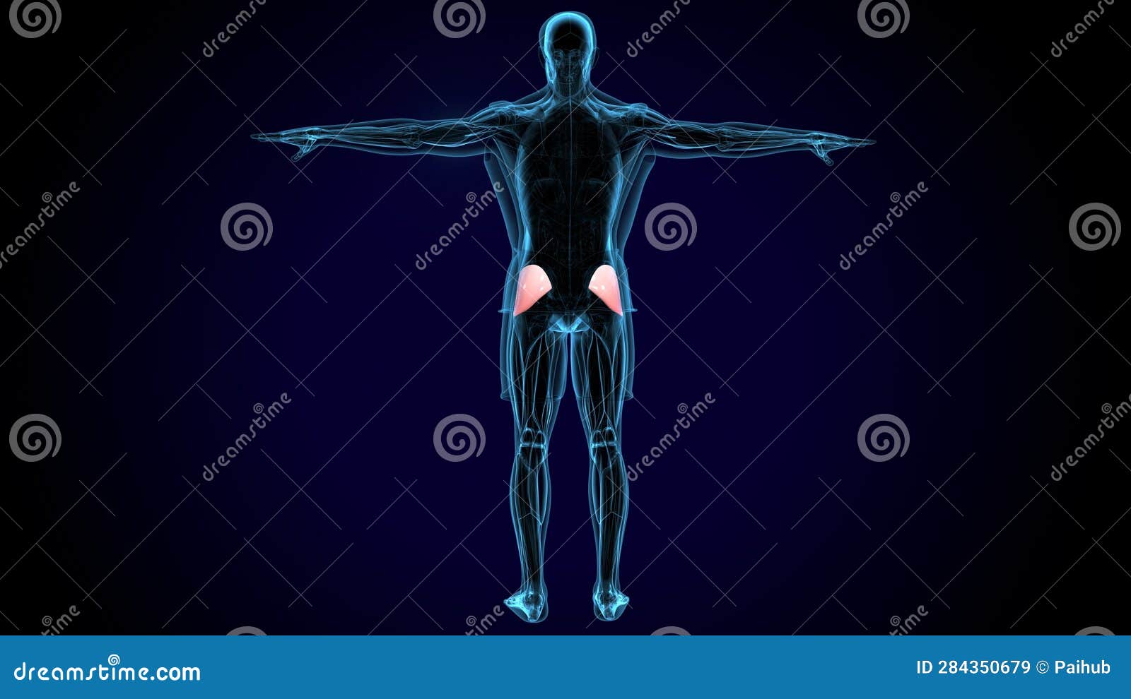 Male Human Hip Muscle Anatomy .3d Illustration Stock Illustration ...