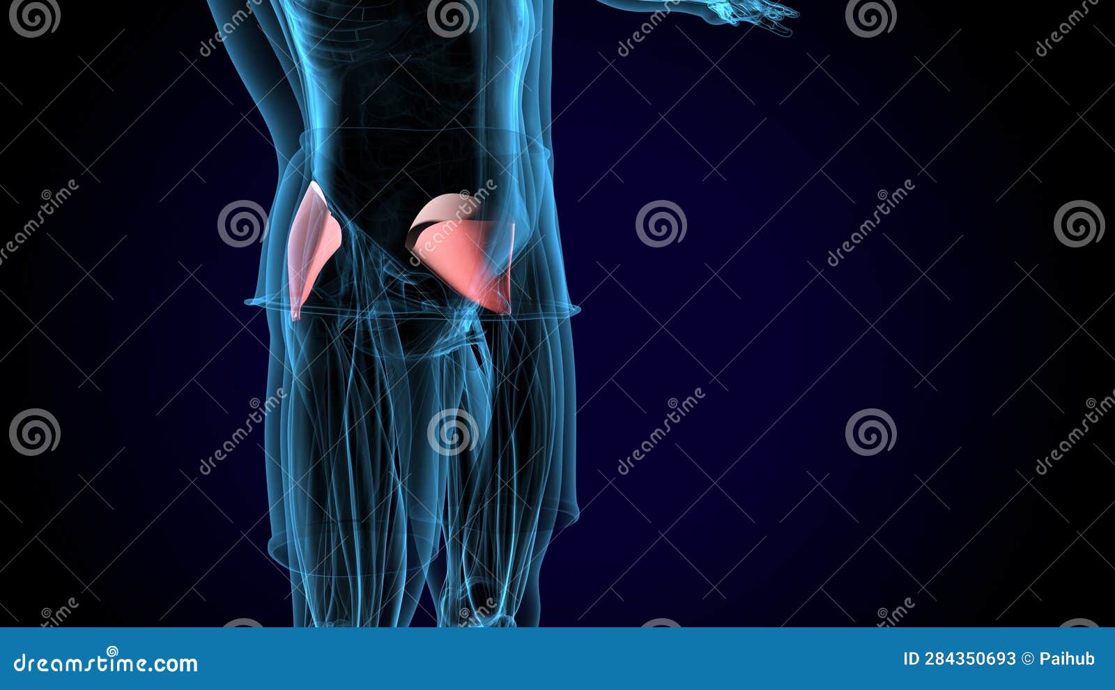Male Human Hip Muscle Anatomy .3d Illustration Stock Illustration ...