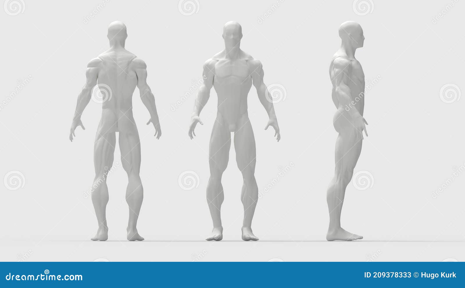 Human Muscles Front Side Back View of a Human Being Isolated in Grey ...