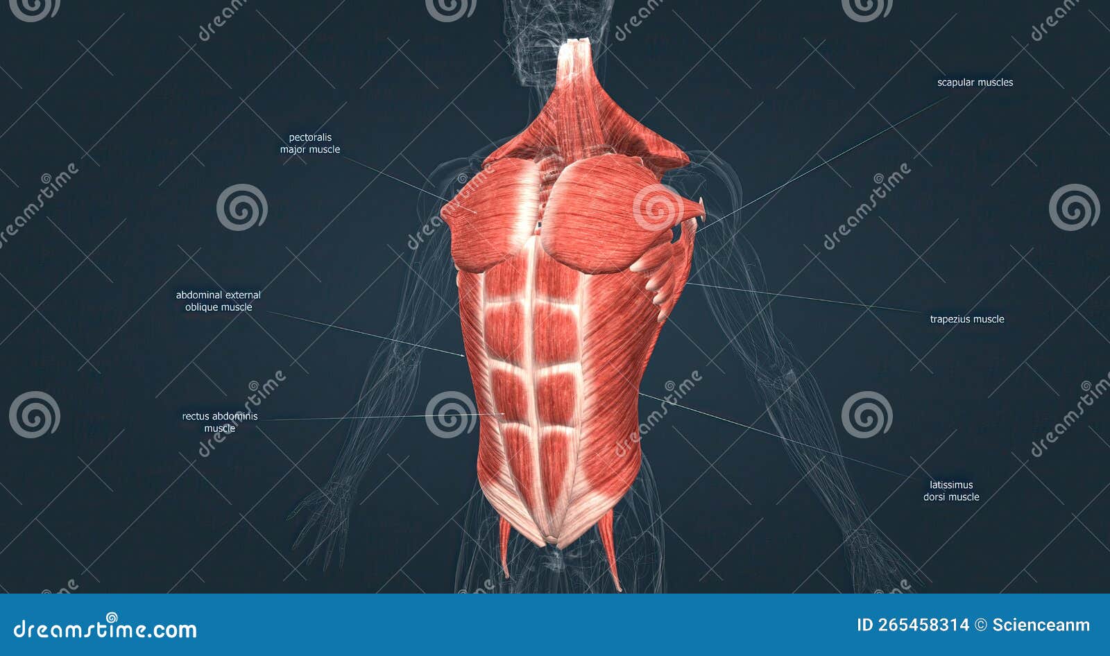 Human muscles of the torso stock illustration. Illustration of biceps ...