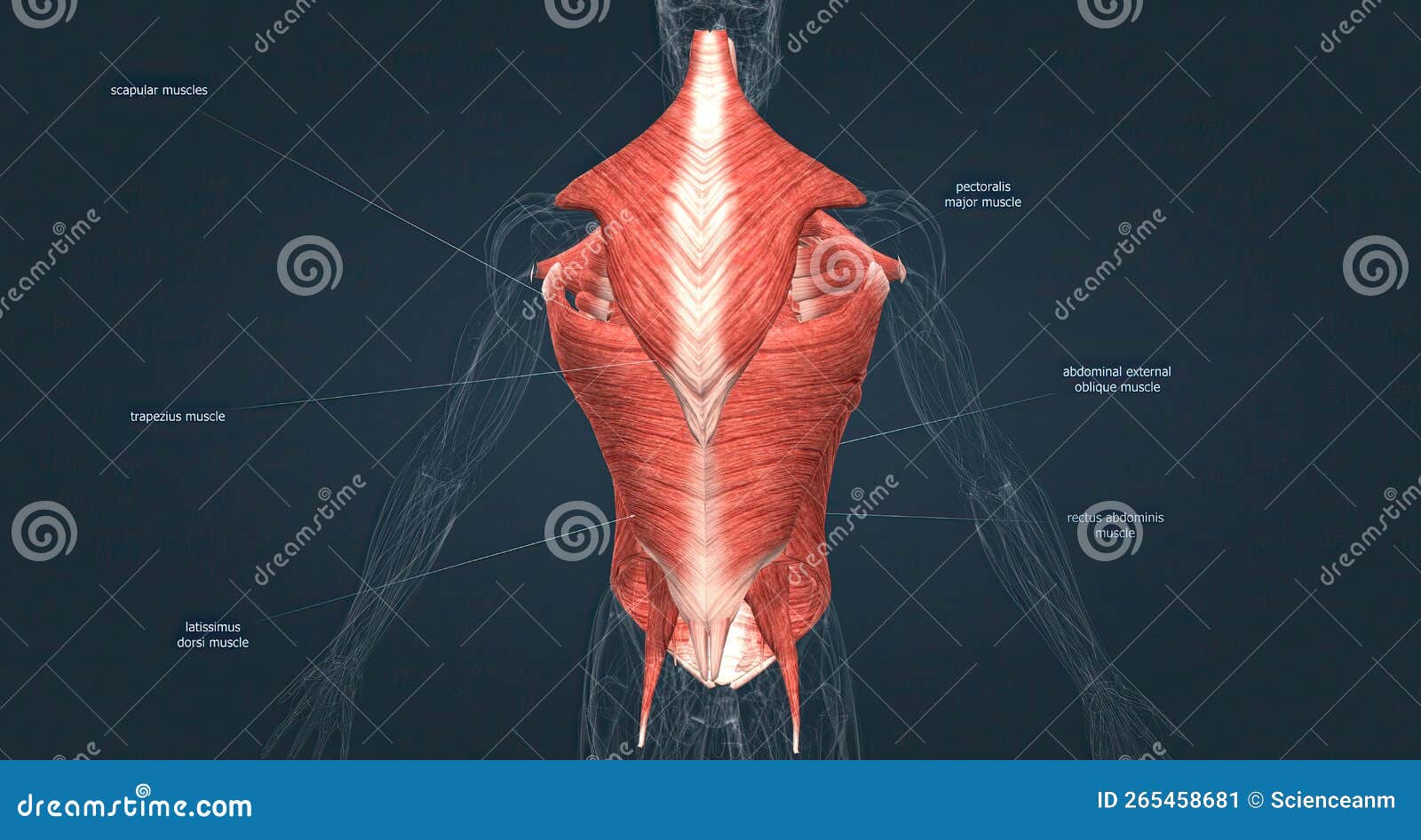 Human muscles of the torso stock illustration. Illustration of system ...