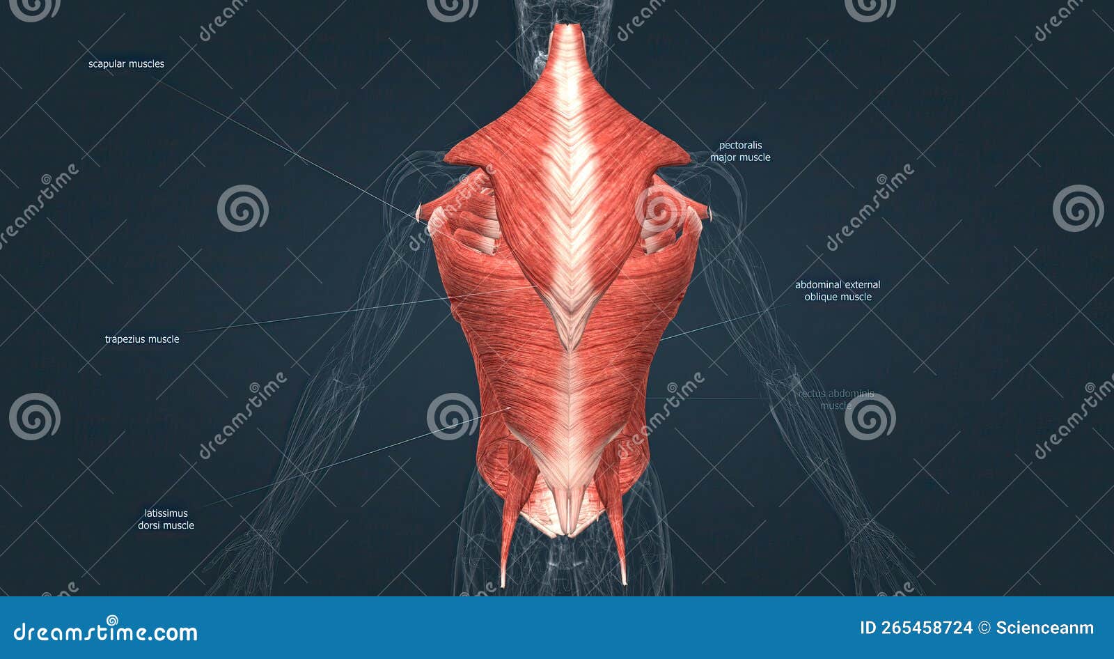 Human muscles of the torso stock illustration. Illustration of risorius ...