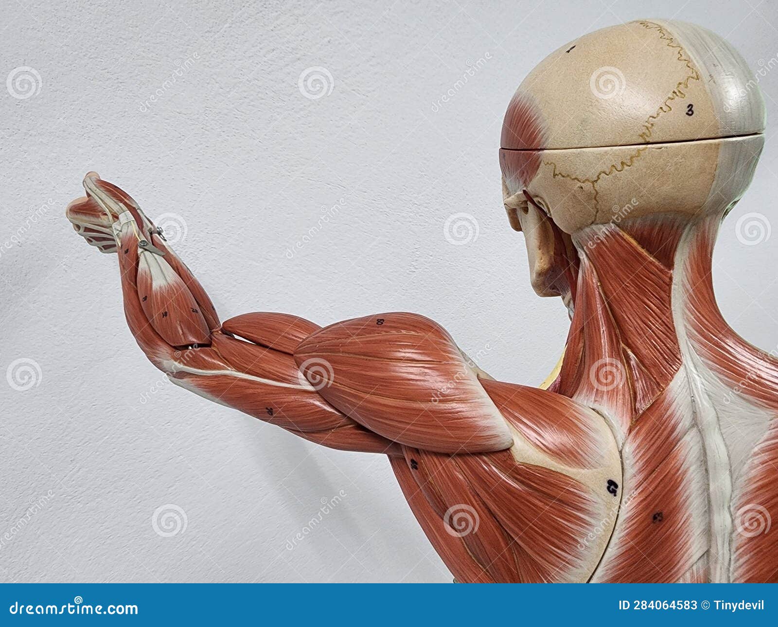 Muscular anatomy model stock image. Image of monument - 284064583