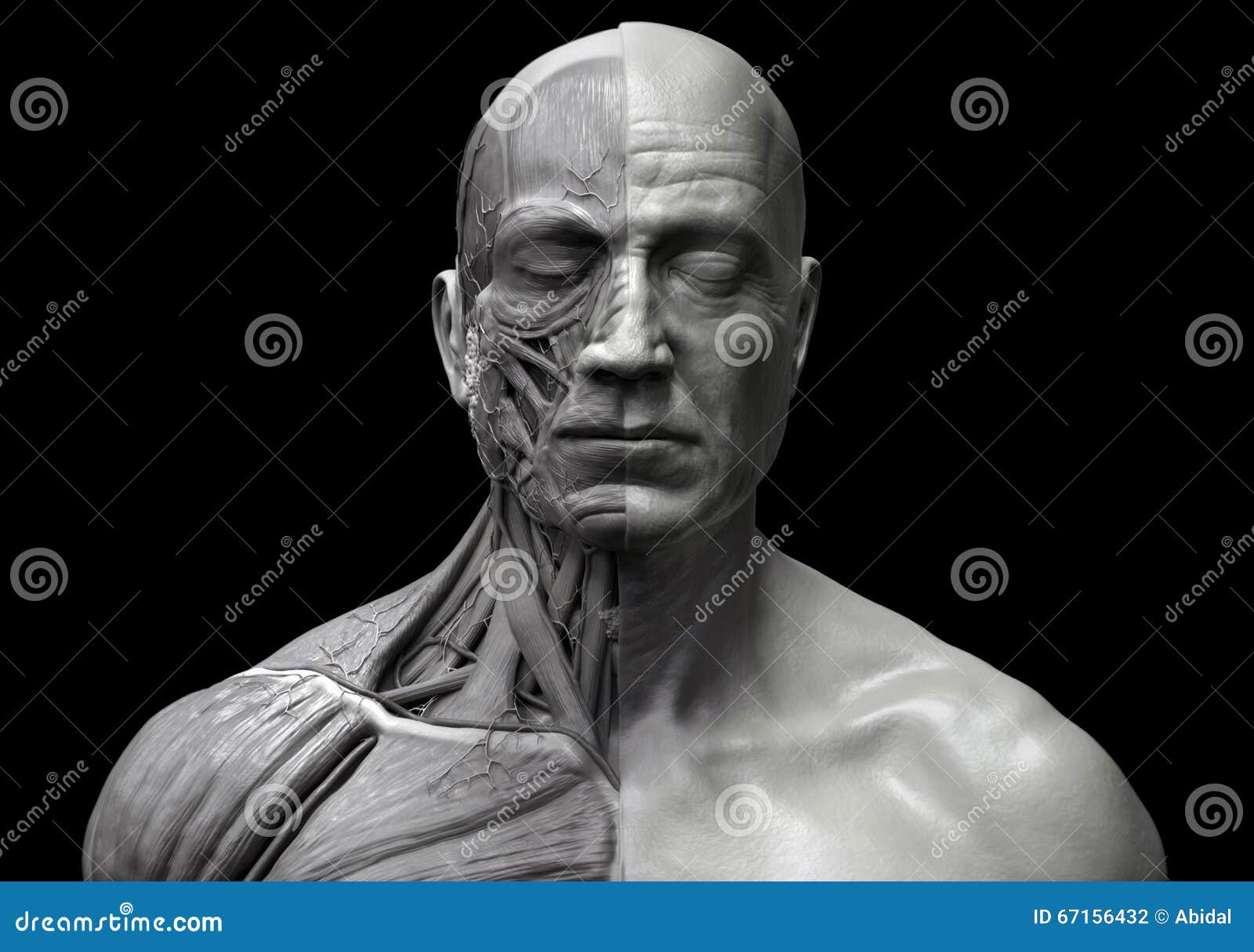 Human Muscular System Torso Muscles Infraspinatus Muscle Anatomy ...