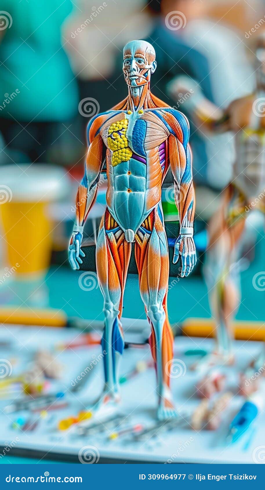 Human Muscular System 3d Model Demonstrating Stretching Pose in ...