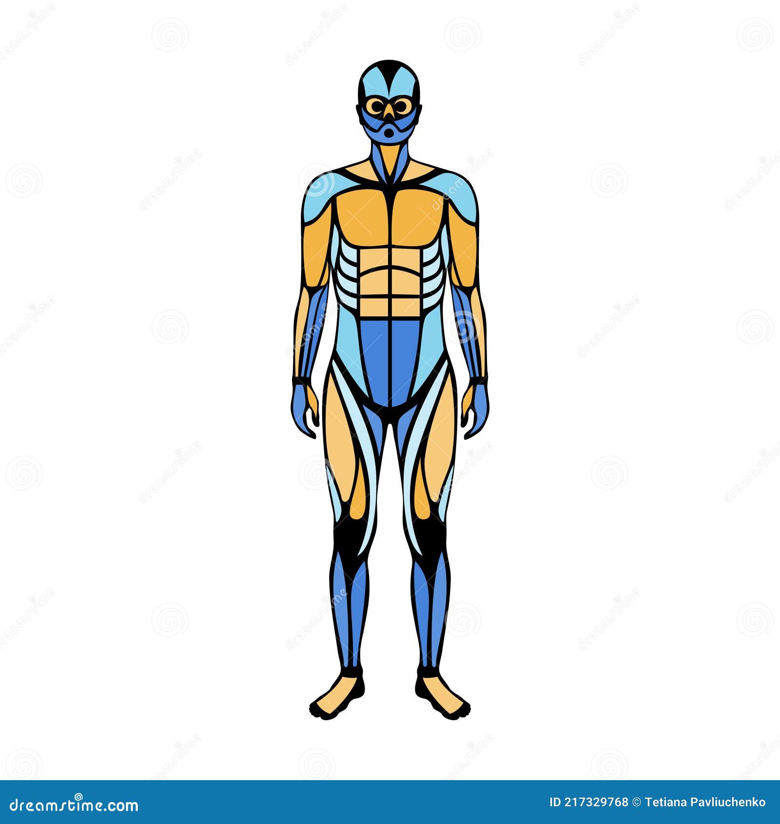 Human muscular system stock vector. Illustration of training - 217329768