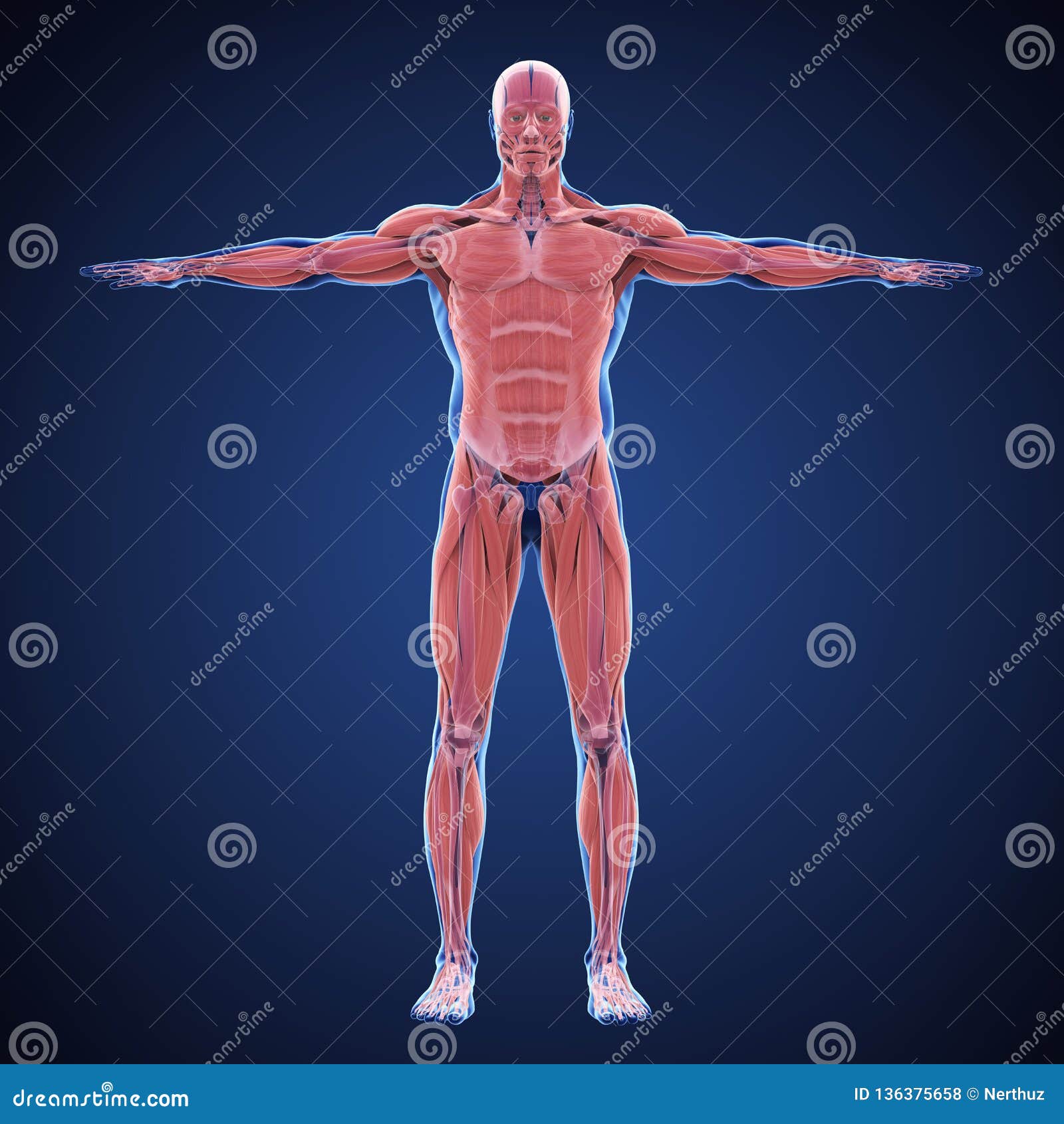Human Muscular System Illustration Stock Illustration - Illustration of ...