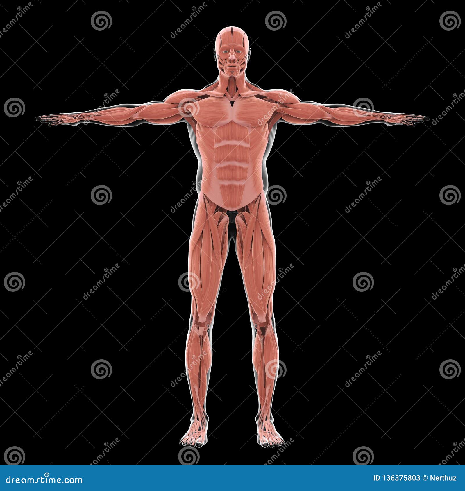 Human Muscular System Illustration Stock Illustration - Illustration of ...