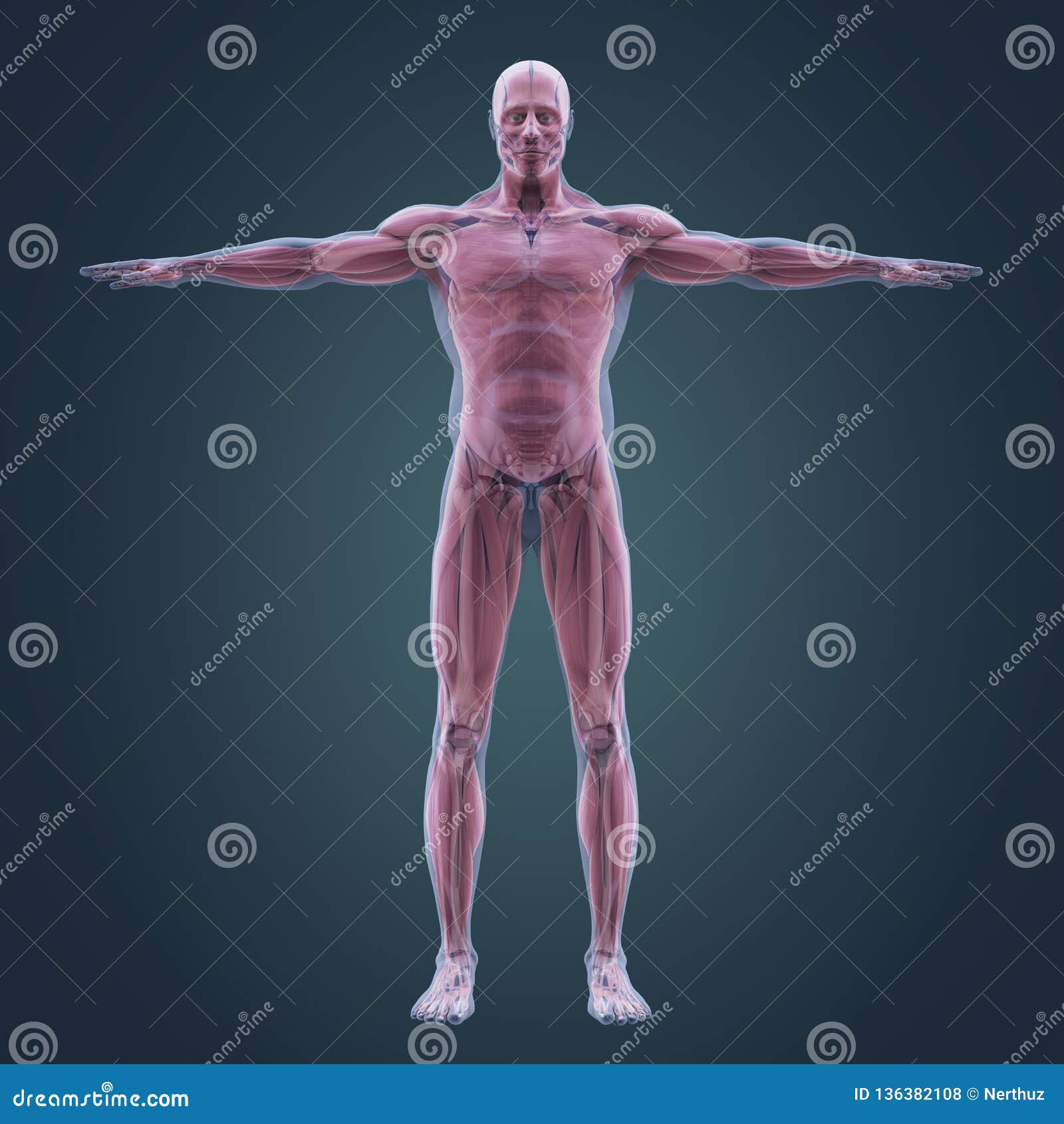 Human Muscular System Illustration Stock Illustration - Illustration of ...