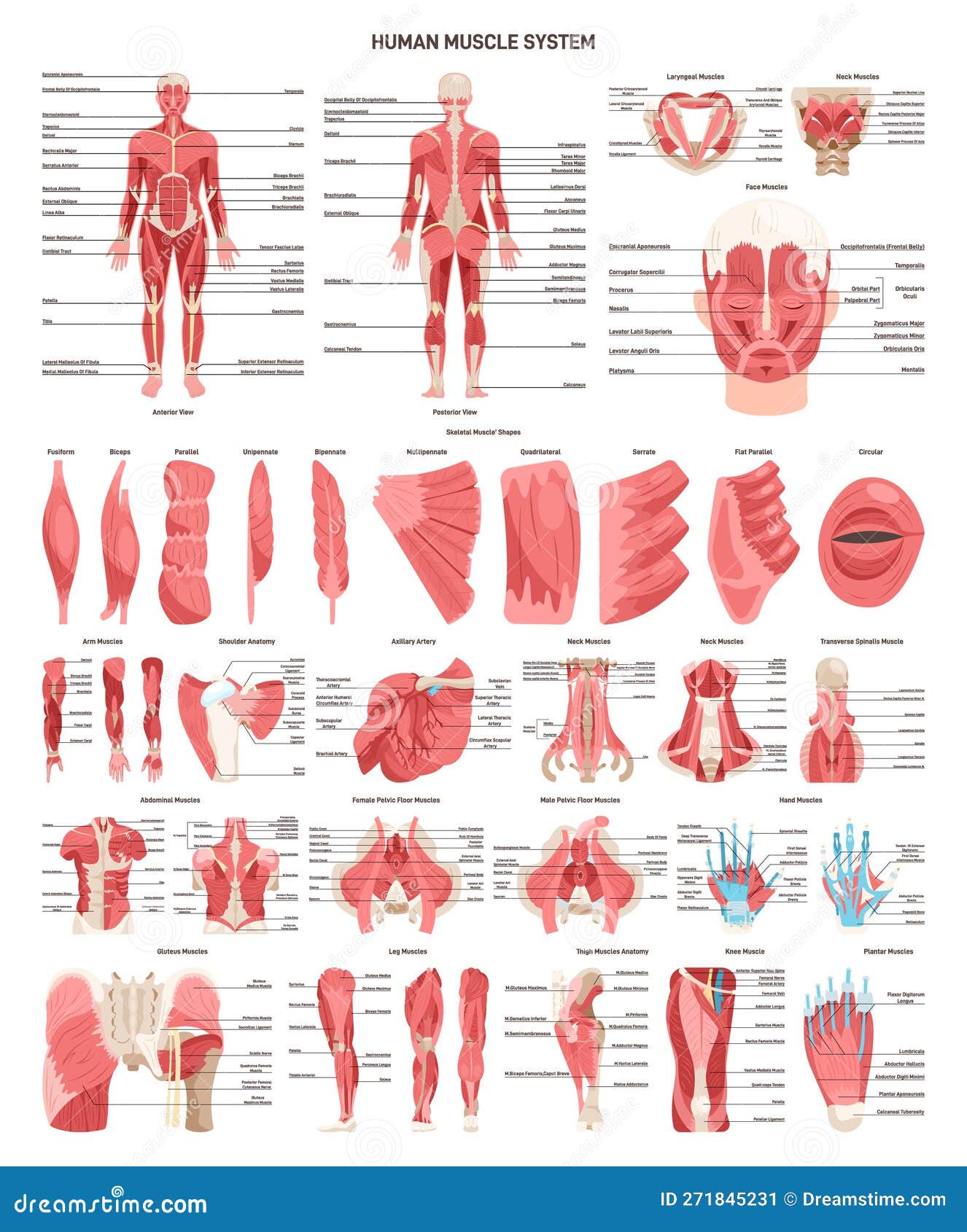 Human Muscular System Set. Front and Back View Stock Vector ...