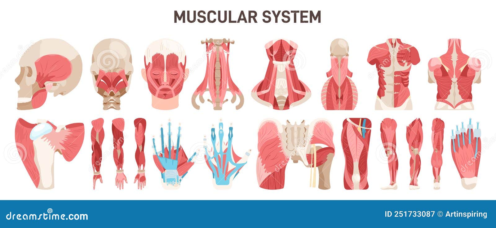 Human Muscular System. Structure of Muscle Group, Front Side Stock ...