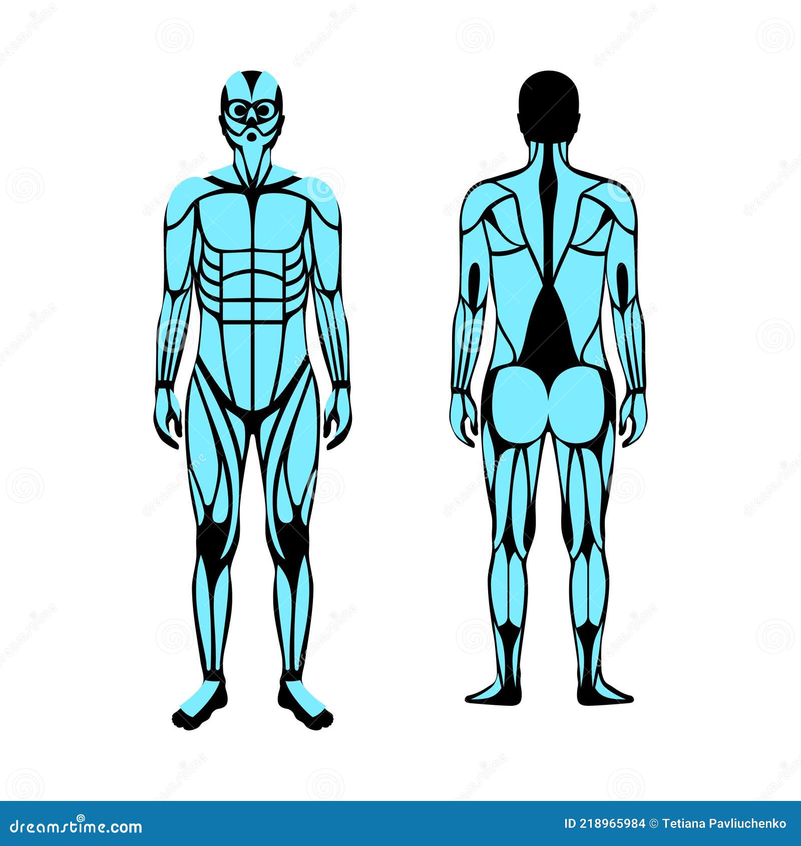 Human muscular system stock vector. Illustration of musculature - 218965984