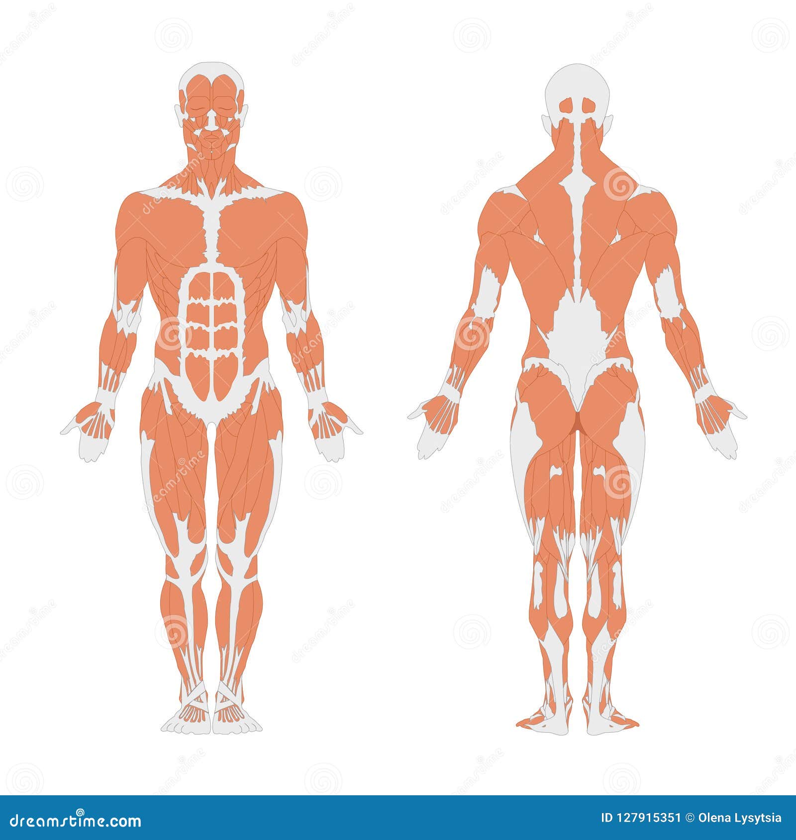 Human Muscular System Vector Stock Vector - Illustration of body ...