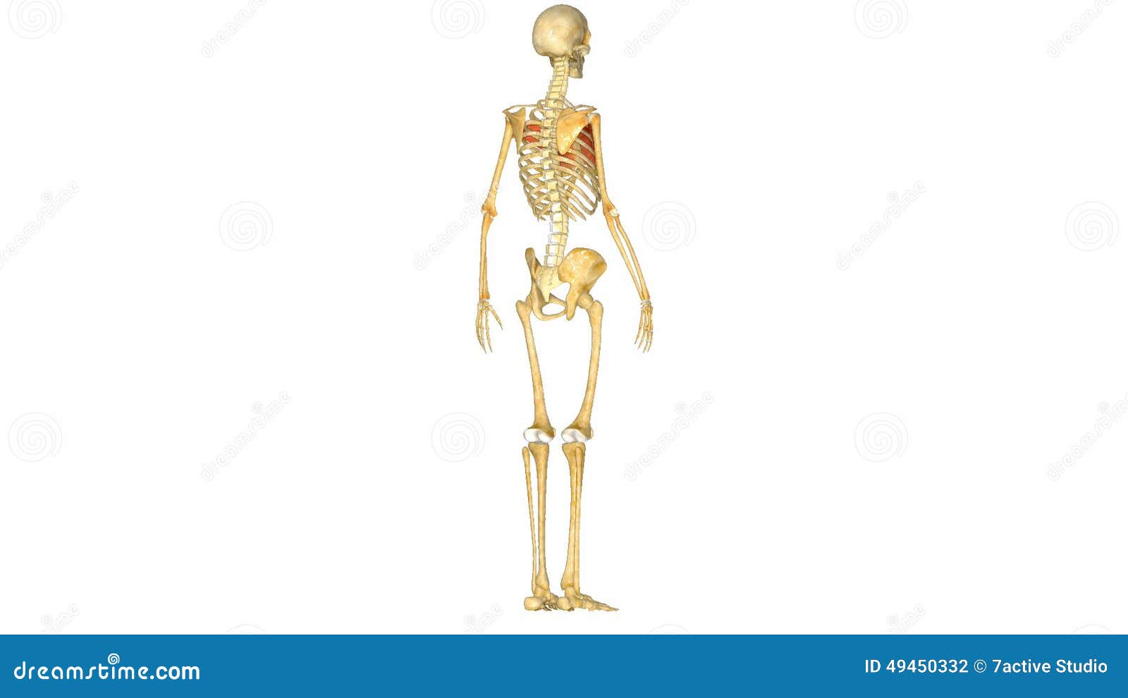 Locomotor Cartoons, Illustrations & Vector Stock Images - 40 Pictures ...