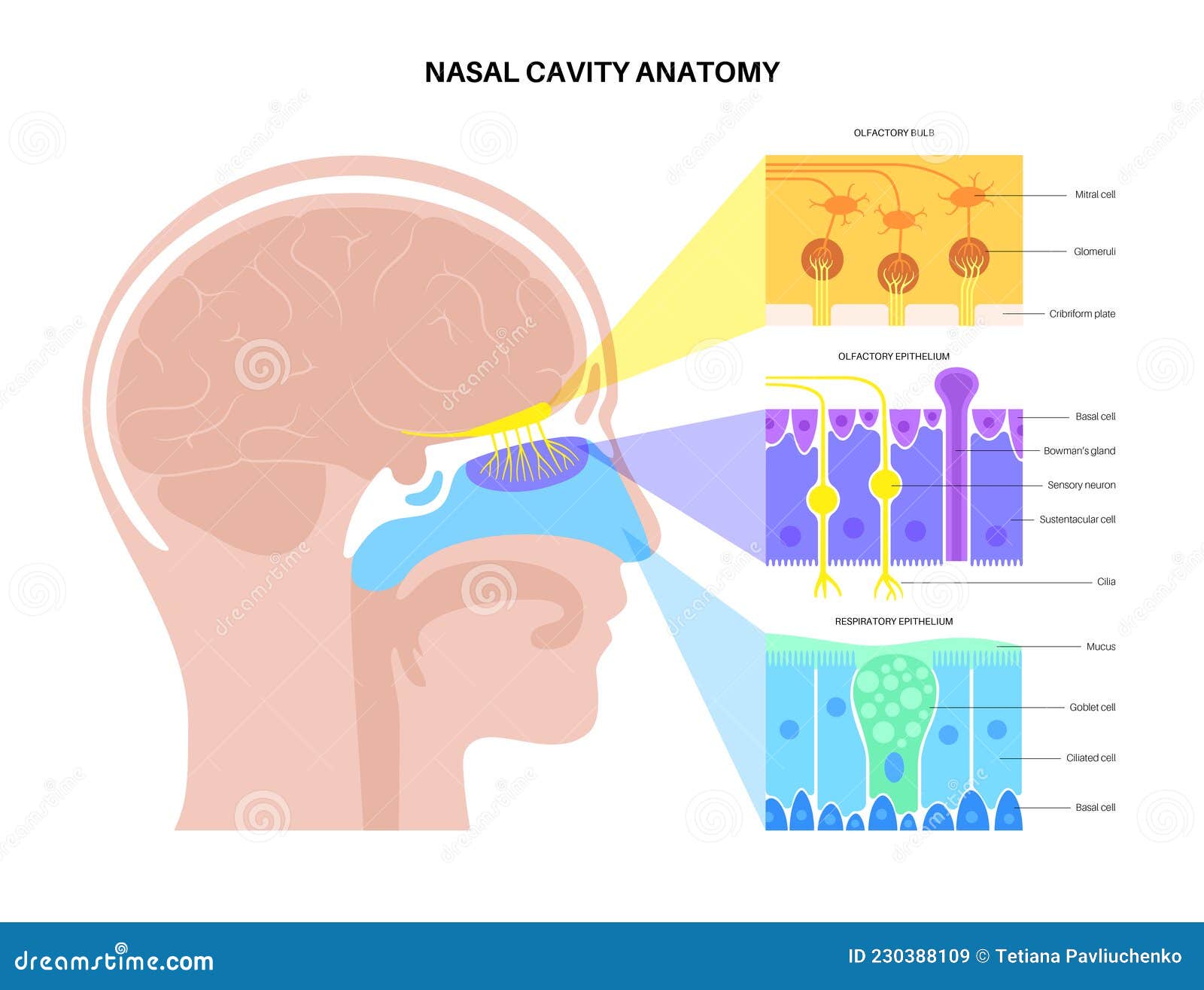 Nasal Vestibule Cavity Nose Anatomy Internal Organs Body Part Nervous