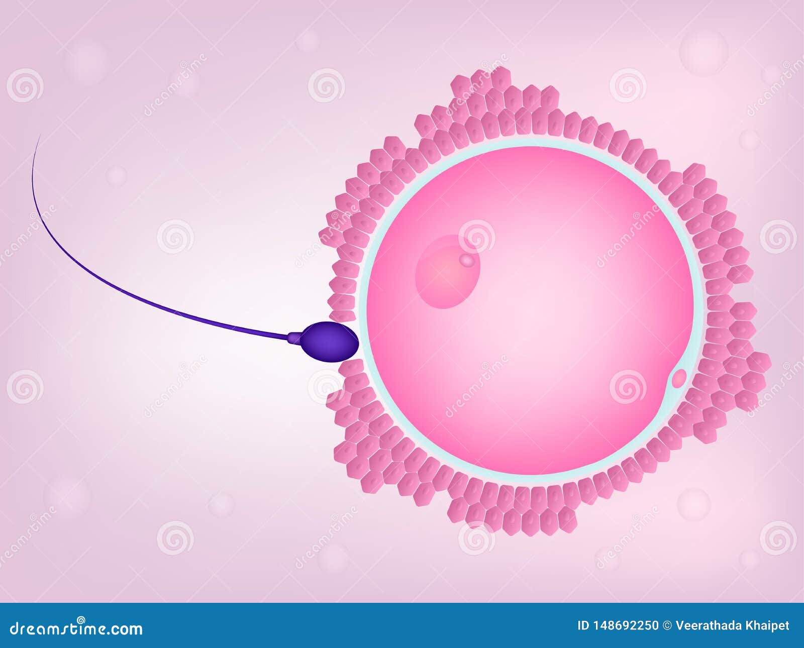 Human Natural Fertilization Process Vector Chart | CartoonDealer.com ...