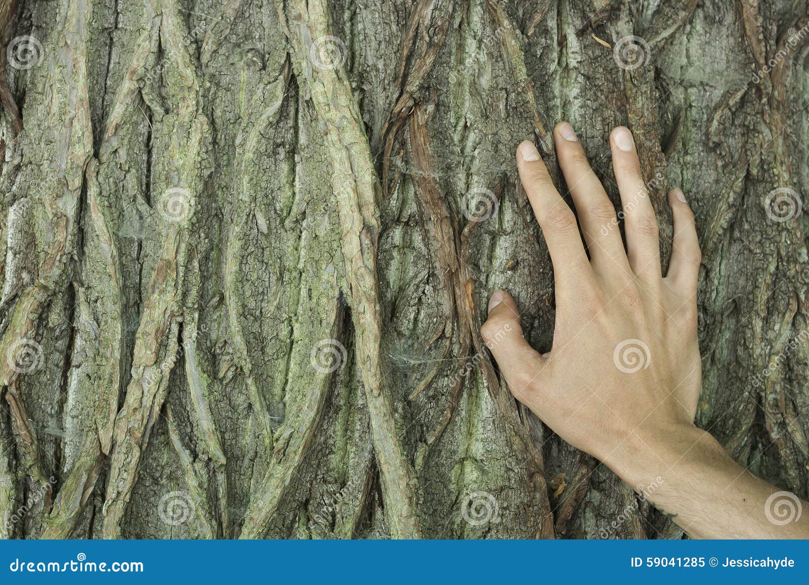 Human nature stock image. Image of aged, nature, bark - 59041285