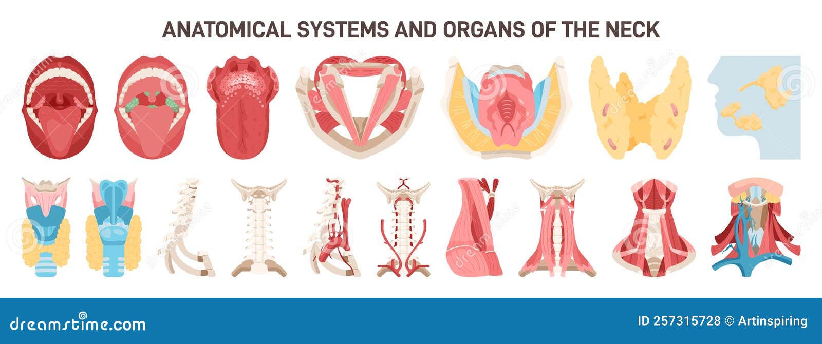 Human Neck Different Anatomical Systems Organs and Structures. Stock ...