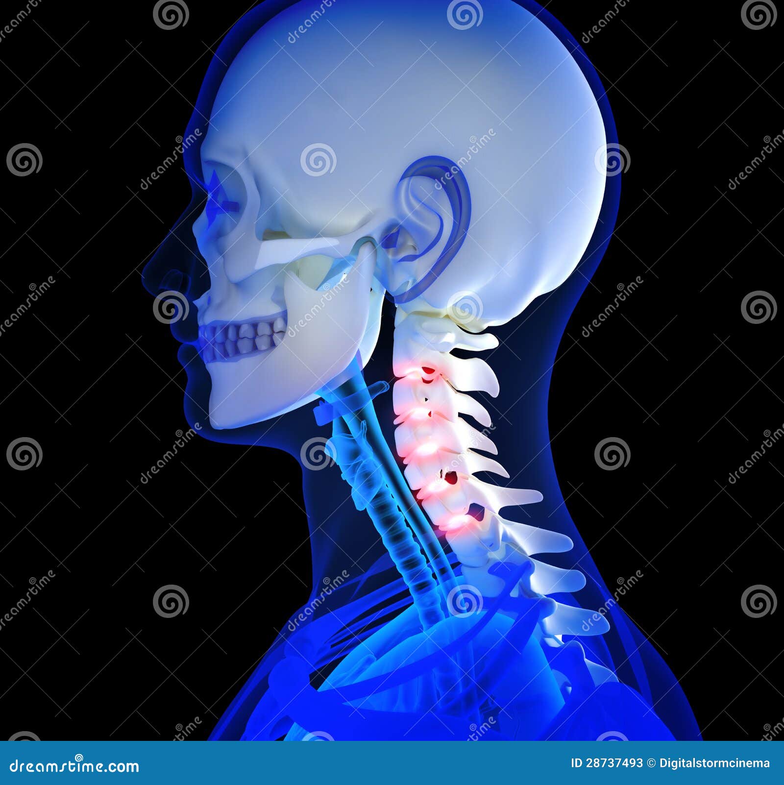 Human Neck Anatomy Royalty-Free Cartoon | CartoonDealer.com #30724532