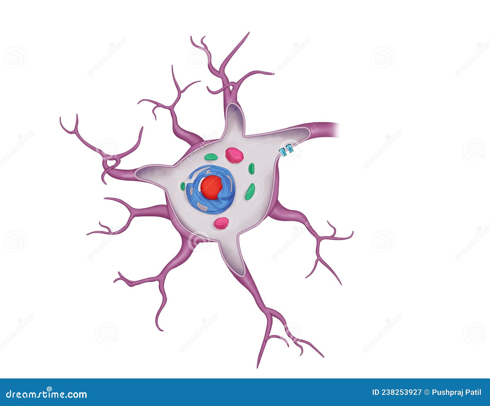 Nerv Cell Royalty-Free Cartoon | CartoonDealer.com #1854464