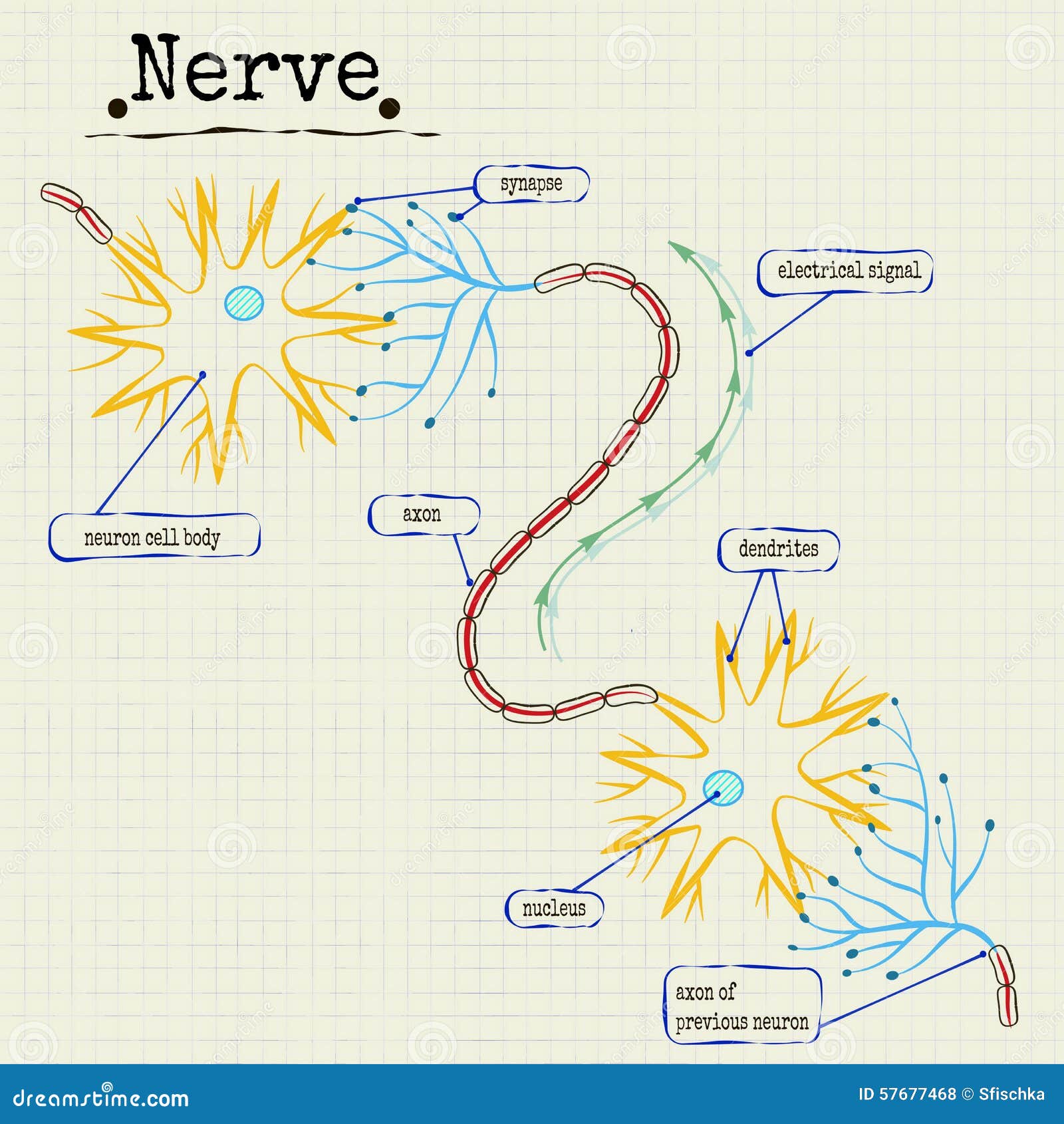 Nerve Structure. Human Nervous System Connective Tissue. Labeled Scheme ...