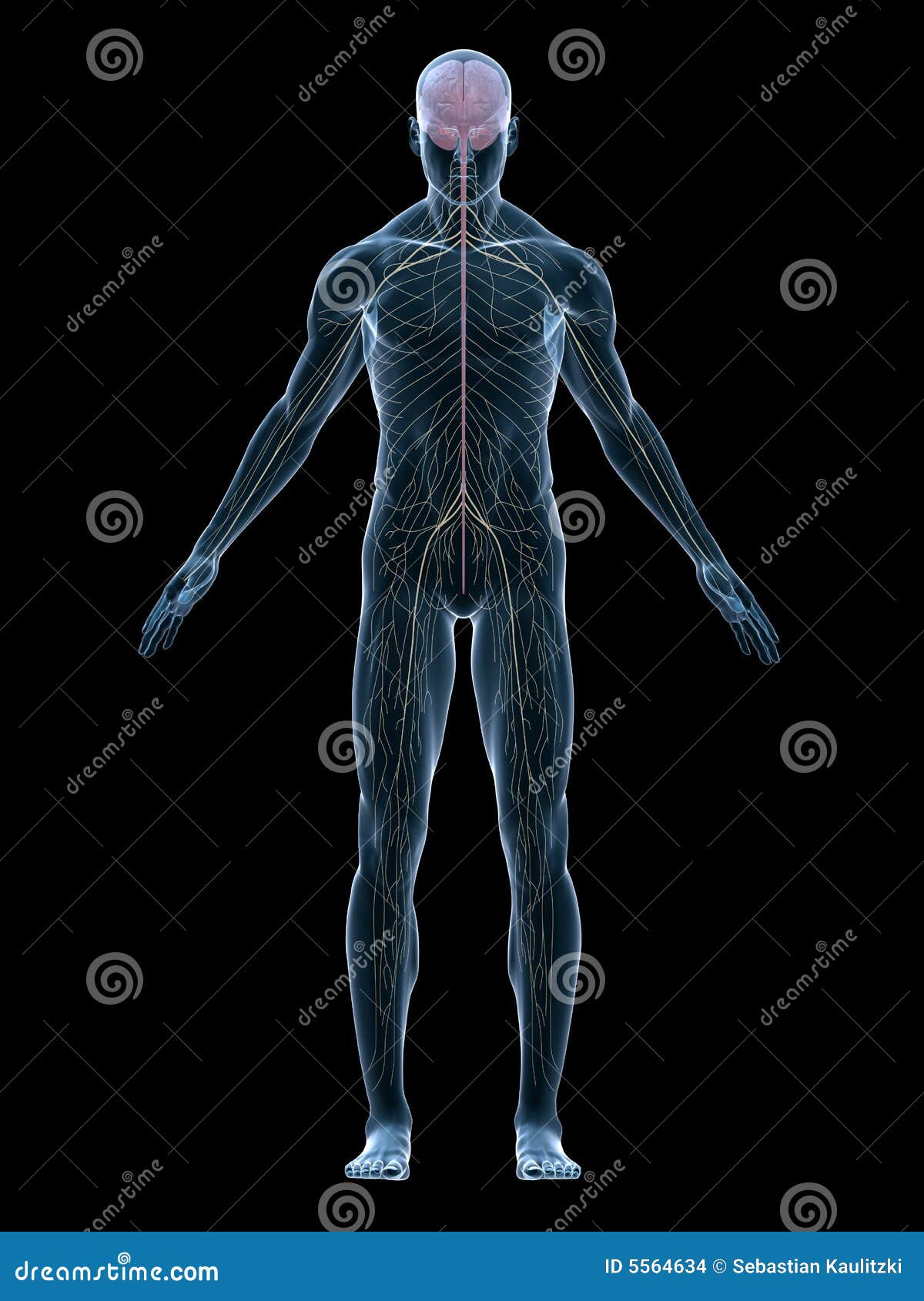 Human Nerve System Stock Illustration | CartoonDealer.com #5564635