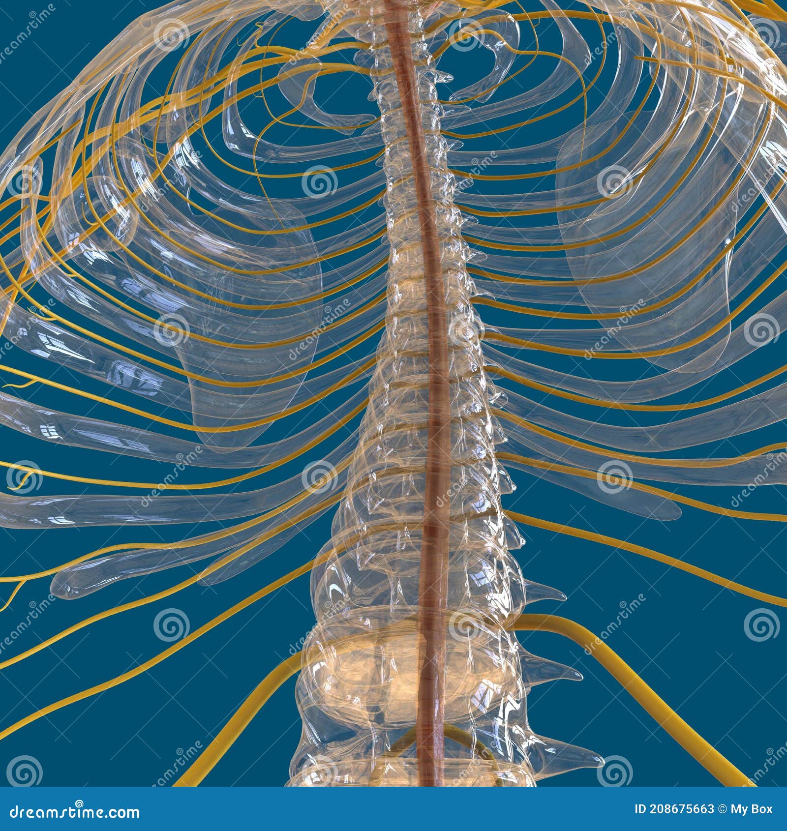 Human Nervous System Anatomy for Medical Concept 3D Stock Illustration ... Human Nervous System Anatomy for Medical Concept 3D Stock Illustration ...