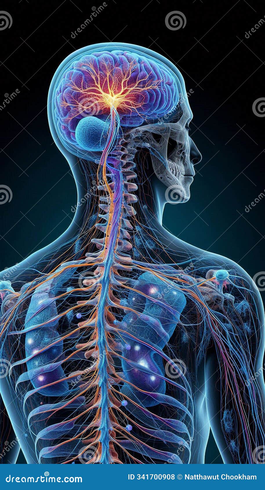Human Nervous System Anatomy Visualization Stock Illustration ...