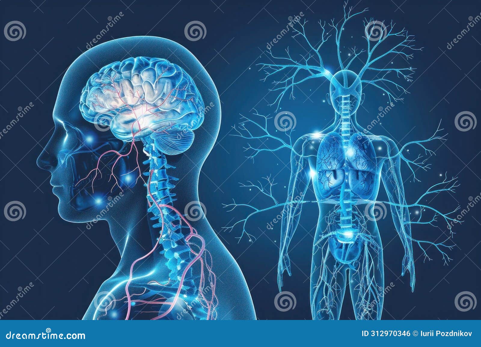 Human Nervous System Function Human Nervous System Anatomy And